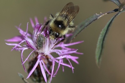Spotted knapweed, native forbs, and pollinators- June 2016 - MSU ...