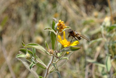 Spotted knapweed, native forbs, and pollinators- June 2016 - MSU ...